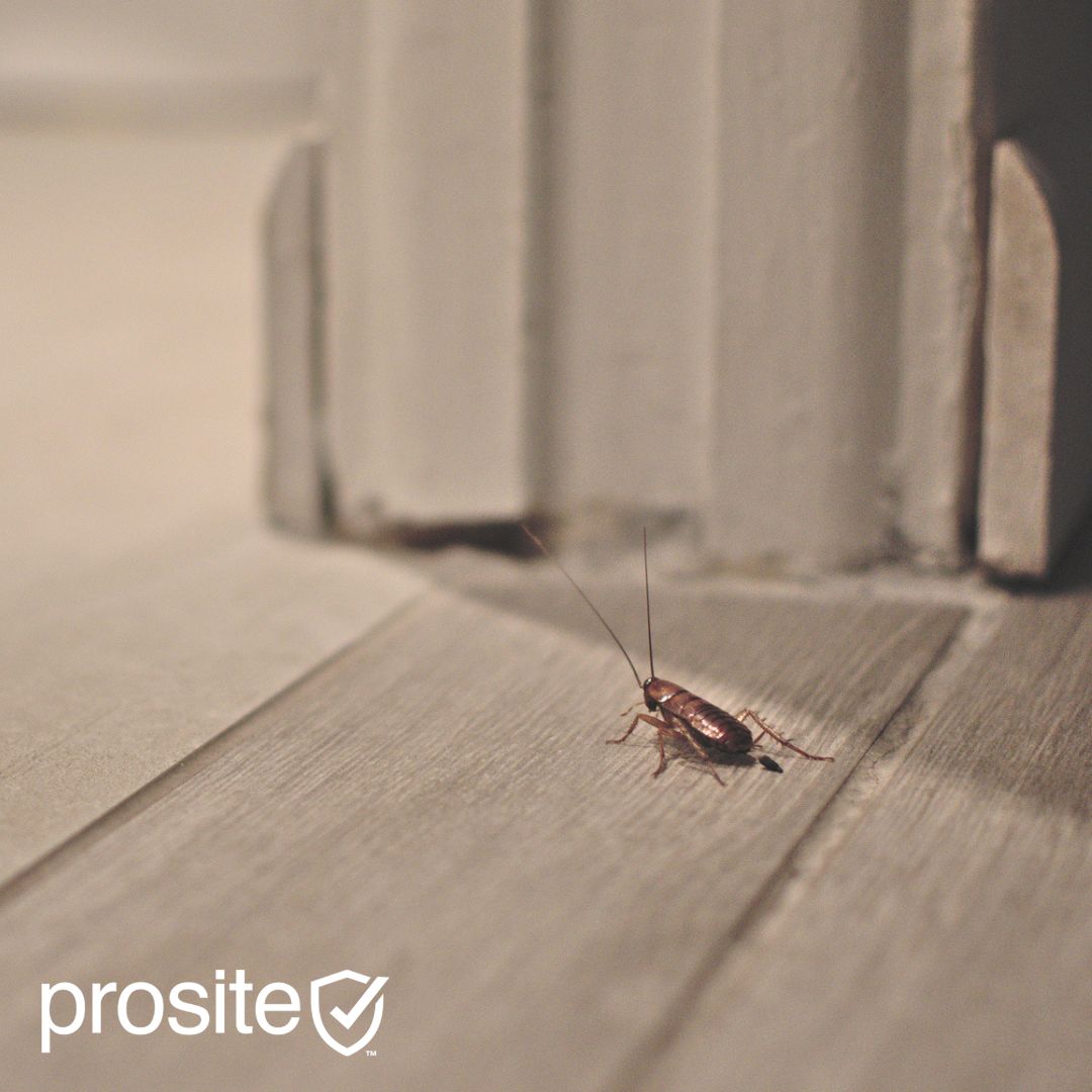 The Financial Impact of Common Household Pests