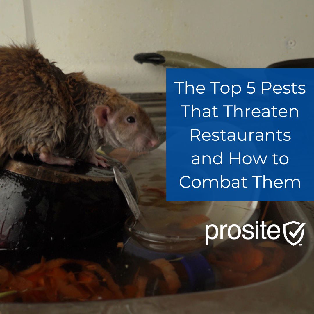 The Top 5 Pests That Threaten Restaurants and How to Combat Them