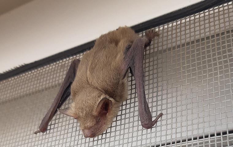 Effective Bat Control Techniques For Your Yakima County Home
