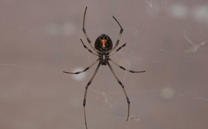 Everything Yakima County, WA Residents Should Know About Black Widow ...