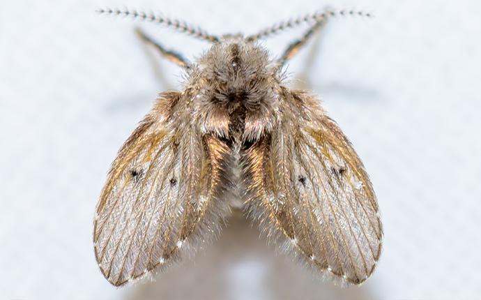 Why Are The Drain Flies In Kittitas County Resistant To Extermination?