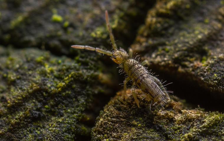 Tips To Deal With A Springtail Infestation In Yakima County