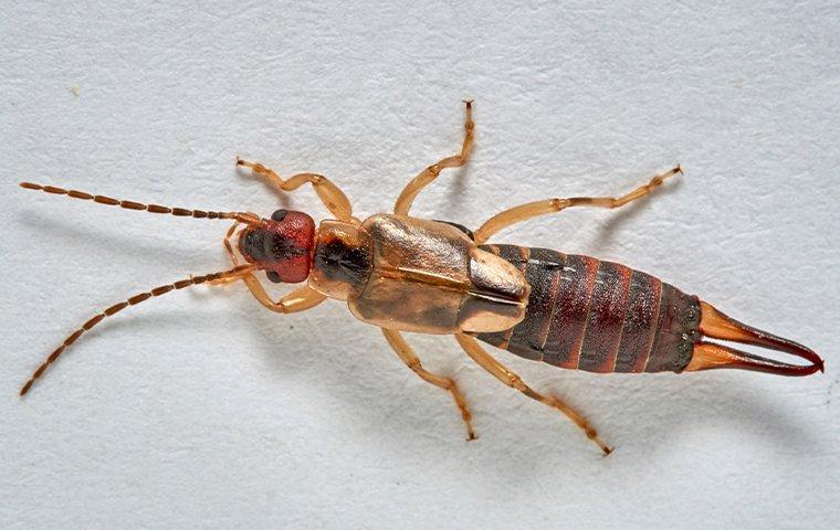 Eradicating Earwigs: How To Prevent And Control The Pesky Pests In ...