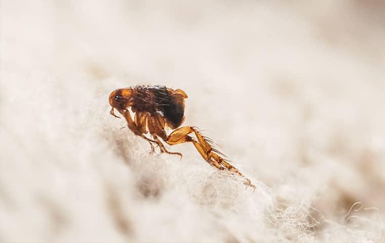 How To Completely Get Rid Of Fleas In Your Kittitas County Home