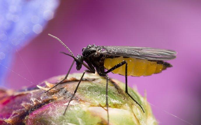 Guidelines For Effective Fungus Gnat Control In Kittitas County
