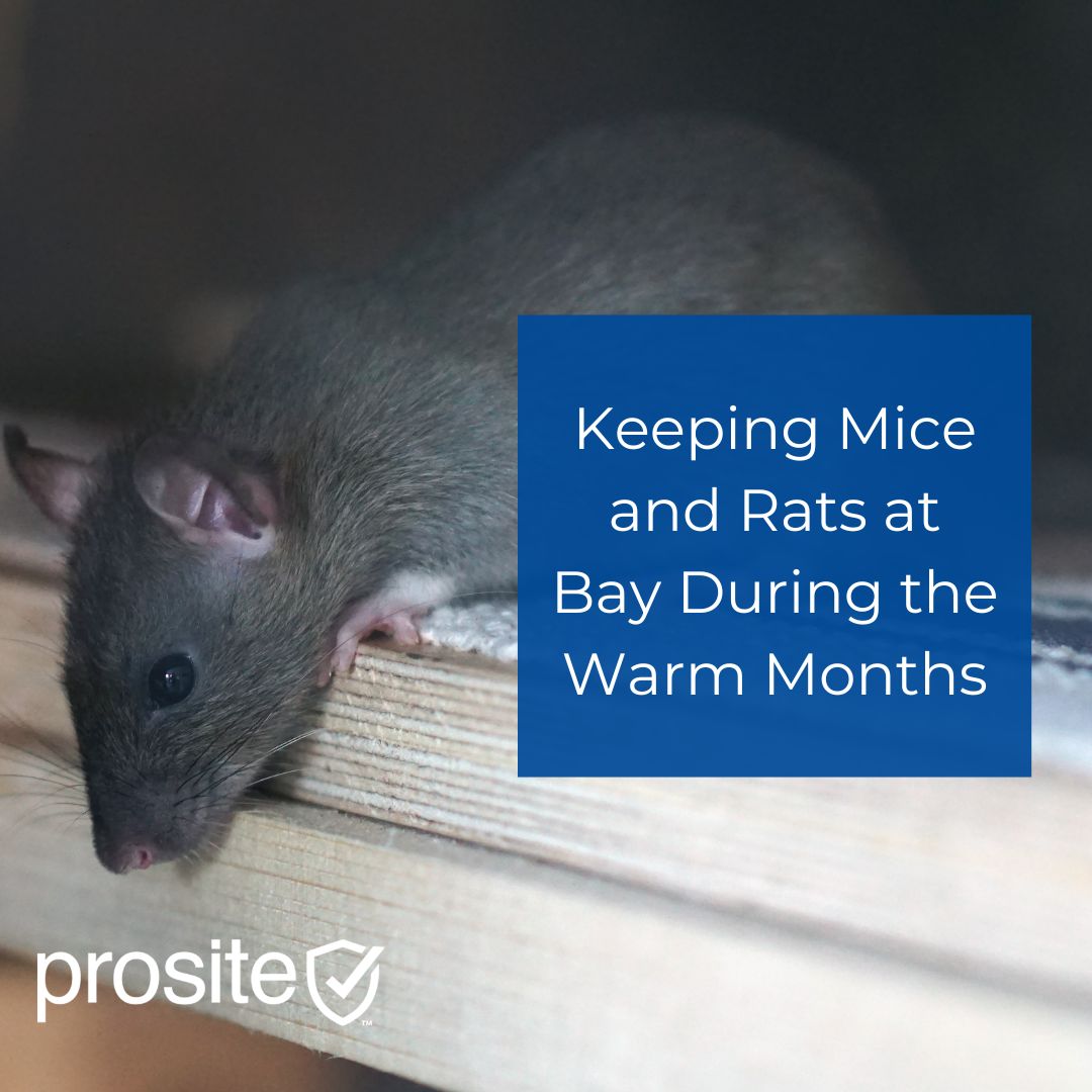 Effective Tips to Keep Mice and Rats at Bay During Warm Months