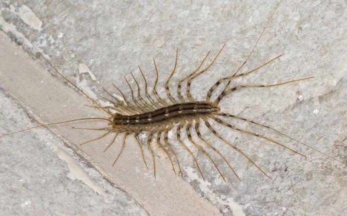 How To Keep Centipedes Out Of Your Yakima County Home And Garden