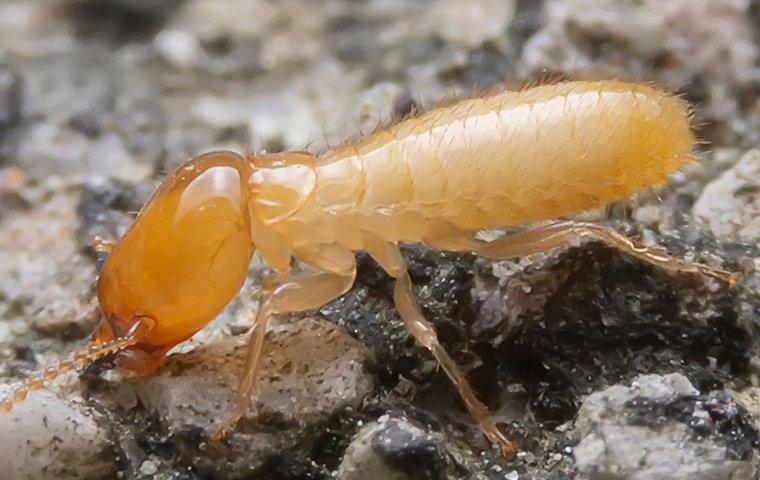 Termites 101: A Guide To Identification And Control For Yakima County ...