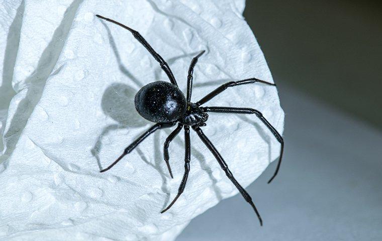 How To Identify And Get Rid Of Black Widow Spiders On Your Kittitas ...