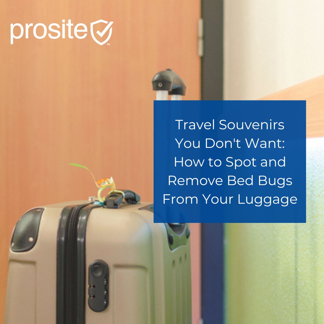 How to Spot and Remove Bed Bugs From Your Luggage
