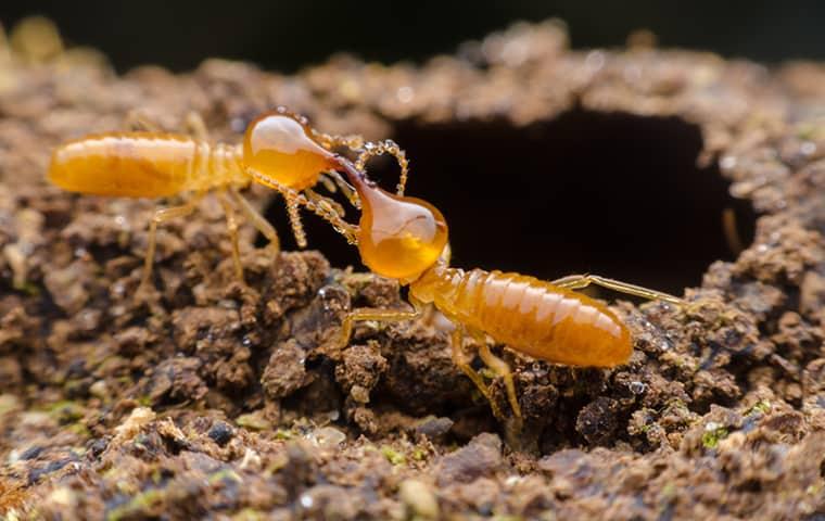 What Are My Options For Termite Treatment In Kittitas?