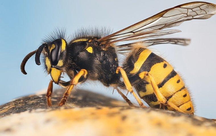 What To Do About Yellow Jackets On Your Yakima County Property